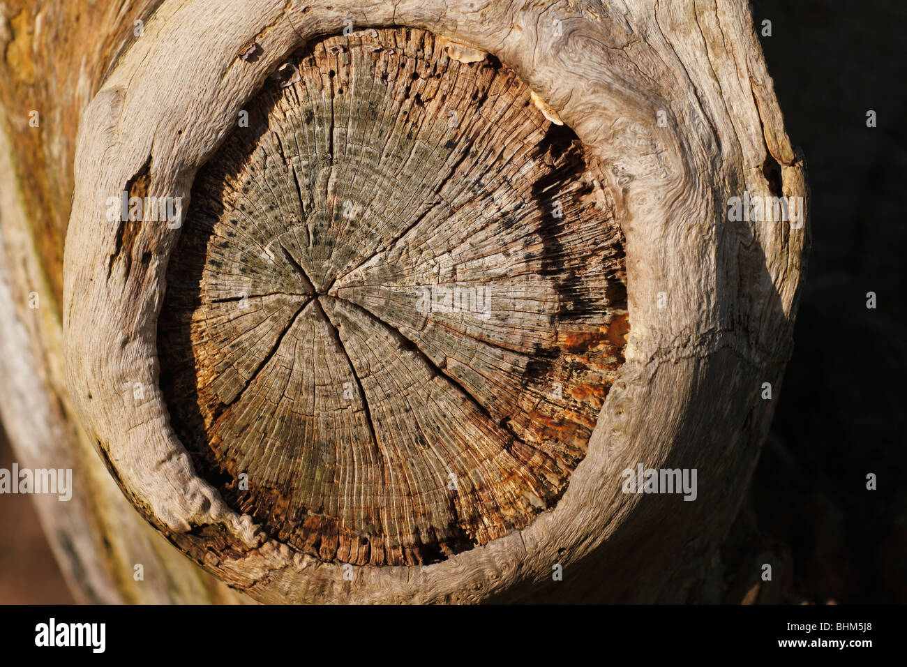 The scar on an old tree, pedunculate Oak, Quercus robur where at one ...