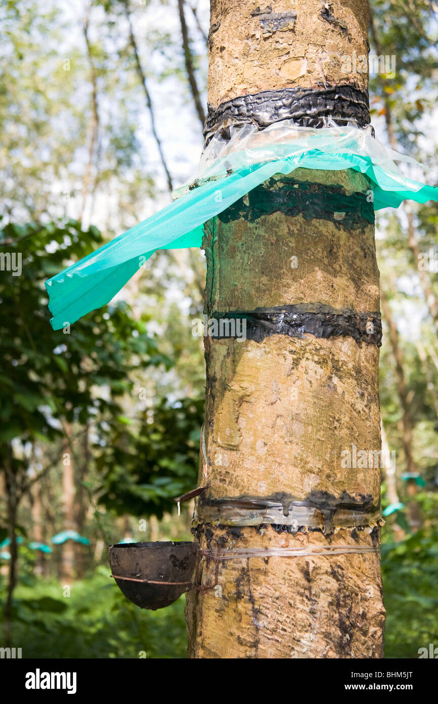 Rubber Trees India Stock Photos & Rubber Trees India Stock Images - Alamy