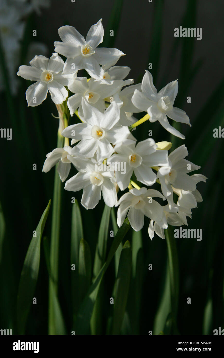 Paper-White Daffodil, Paper-White Narcissus, Paperwhite Narcissus ...