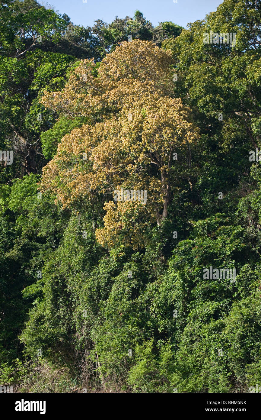 Canopy Iwokrama Rainforest Guiana Shield Guyana South America October ...