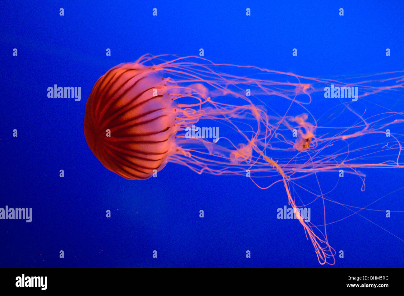 Jelly fish hi-res stock photography and images - Alamy