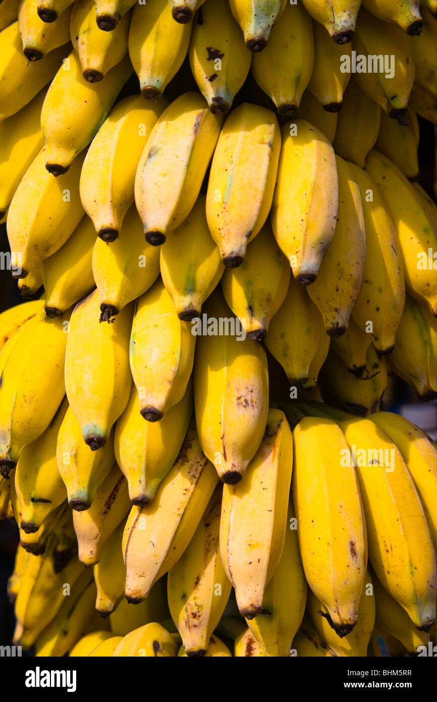 Close-up of large bunch of ripe bananas Stock Photo - Alamy