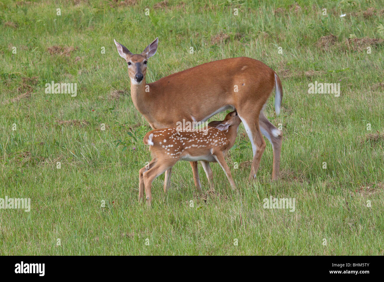 White-tailed doe with fawn Stock Photo - Alamy