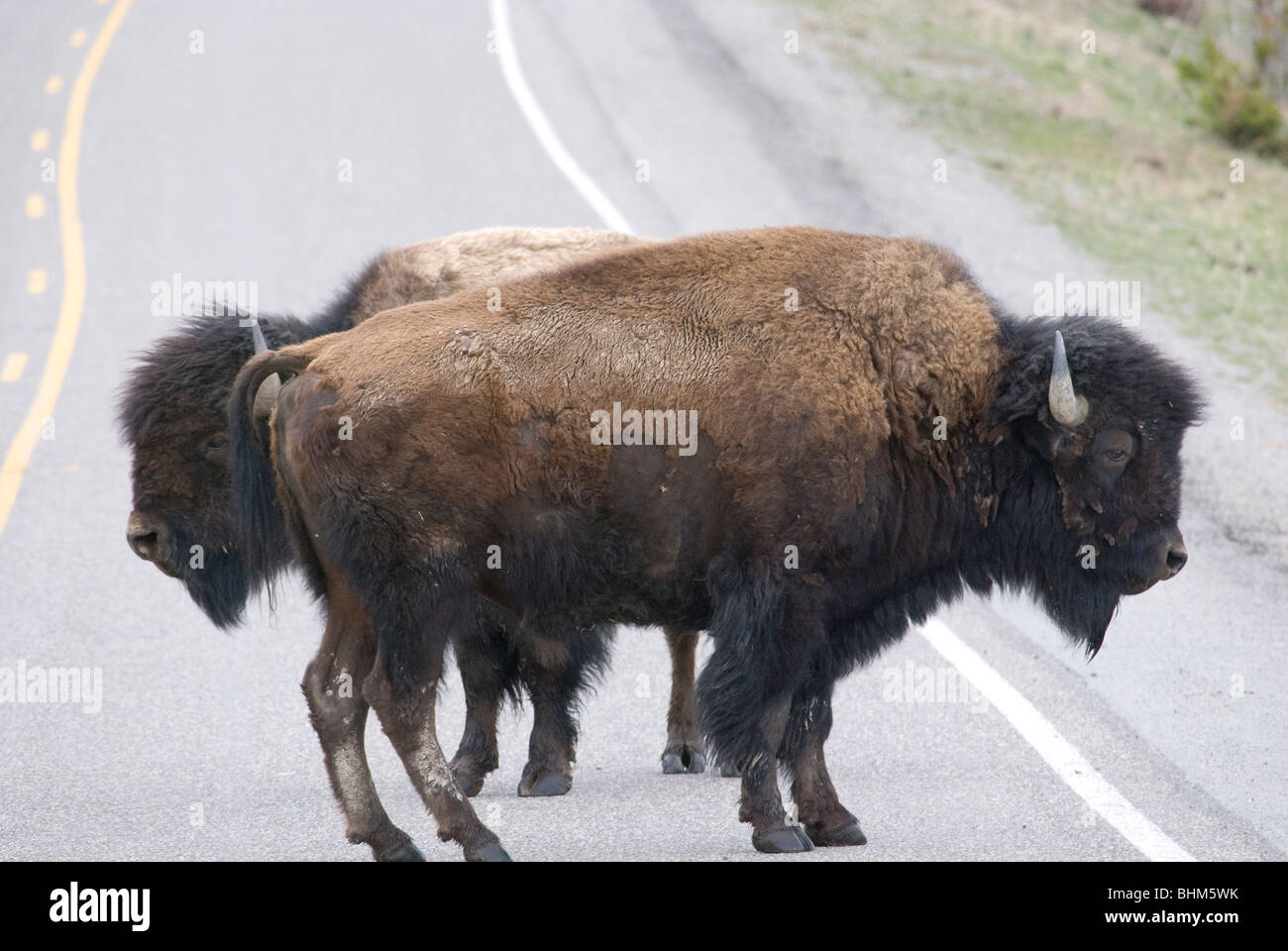 Coyote bison lamar valley hi-res stock photography and images - Alamy