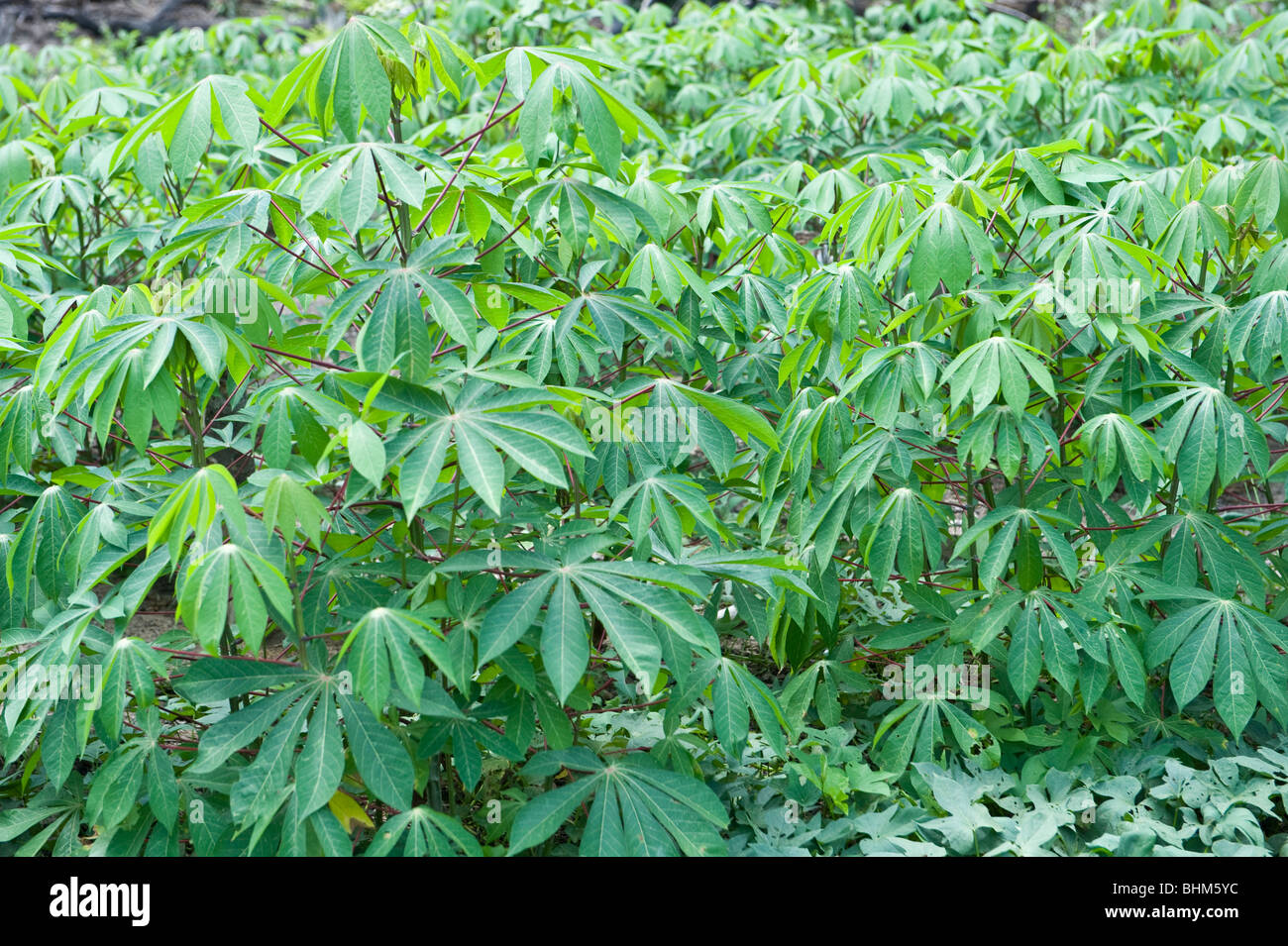 Manioc leaves hi-res stock photography and images - Alamy