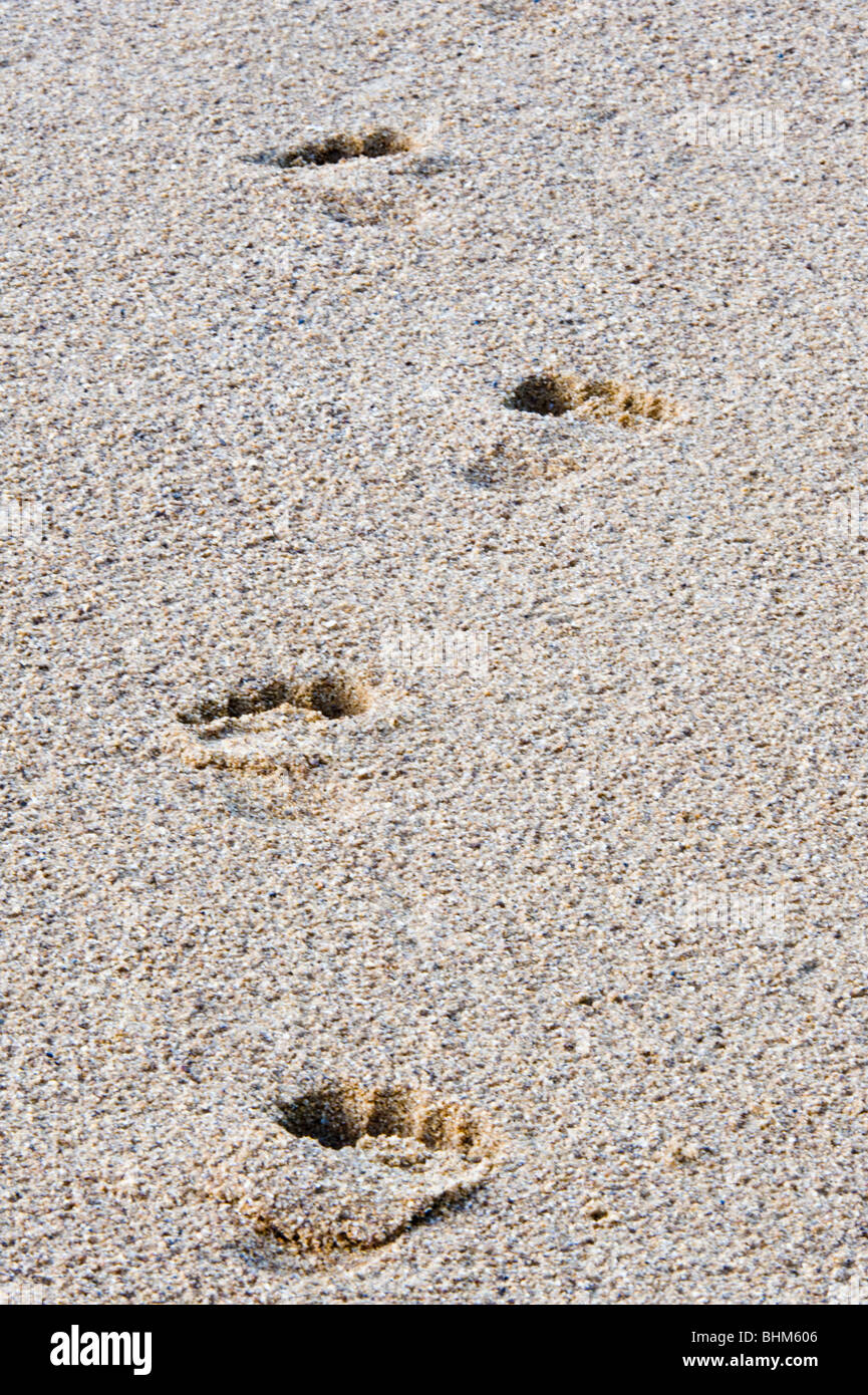 Macushi man footprints on sandy shore of the Essequibo River Iwokrama ...