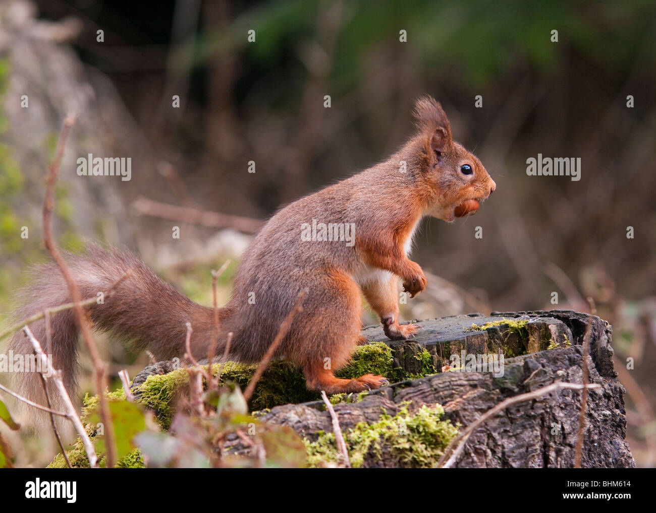 Native british squirrel hi-res stock photography and images - Alamy