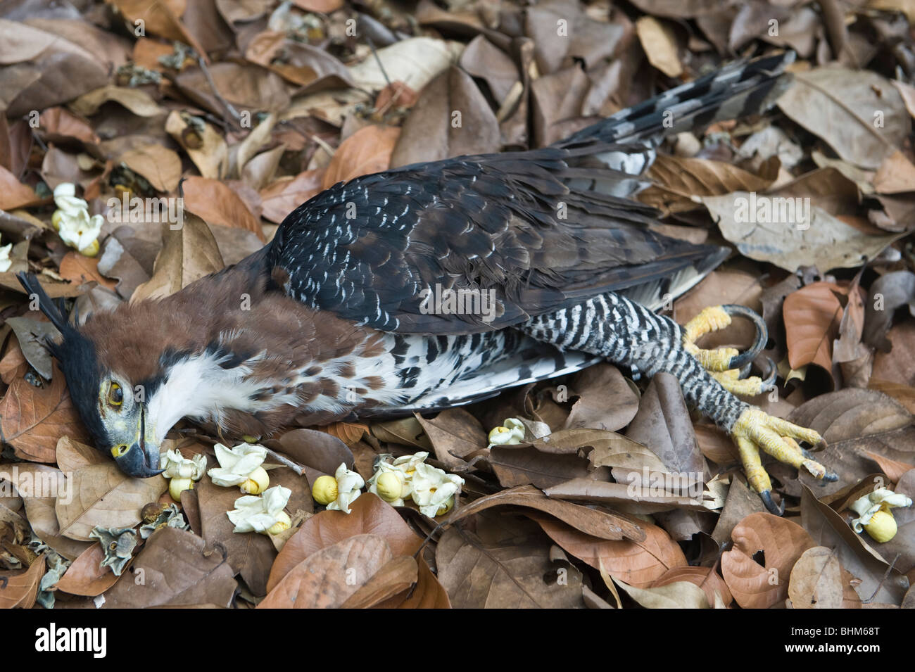 Ornate Hawk Eagle