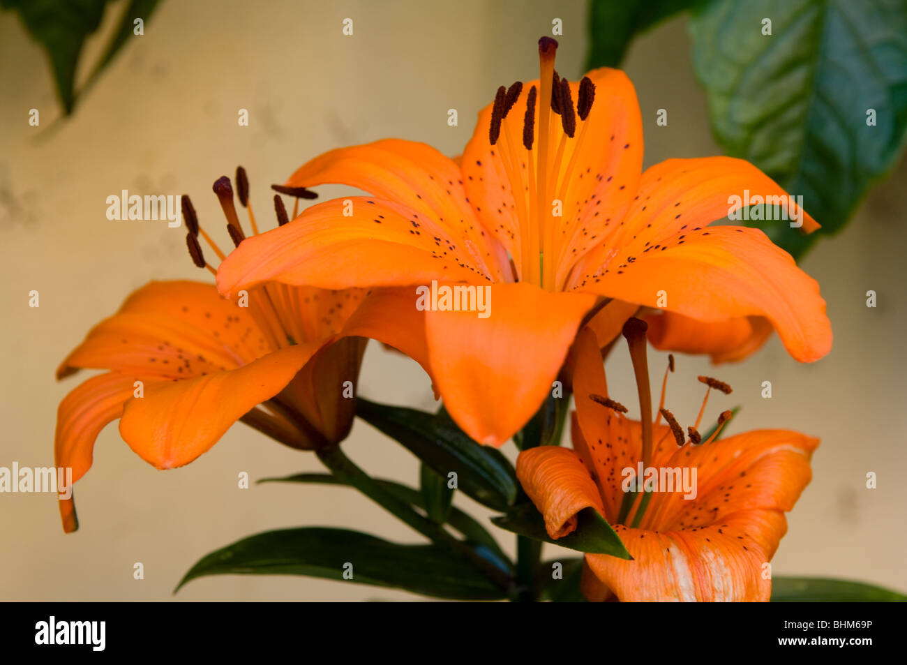 Close up of a lily (Lilum) showing the stigma, filament, style, stamen ...