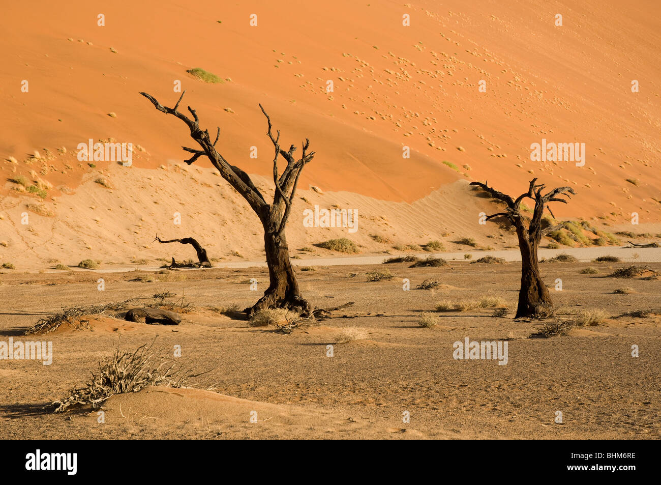 Dead trees in dry mud pan, Hidden Vlei, Sesriem, Namibia desert. Red ...