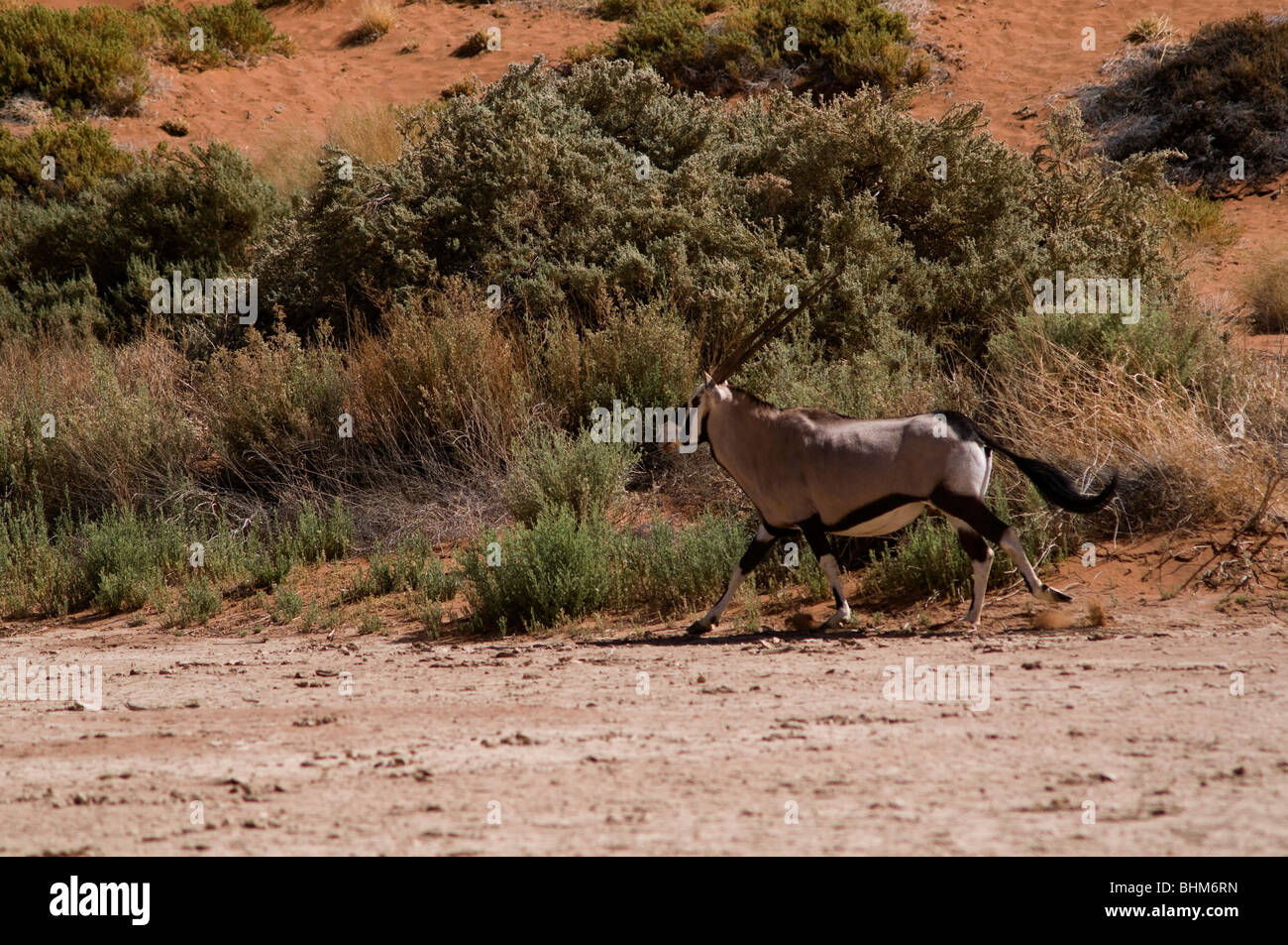 Gemsbok running between high dunes in the Namib Desert. Orix antelopes ...