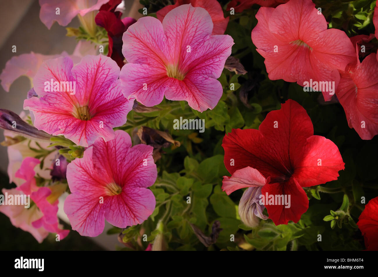Petunias in a Spring Garden Stock Photo - Alamy