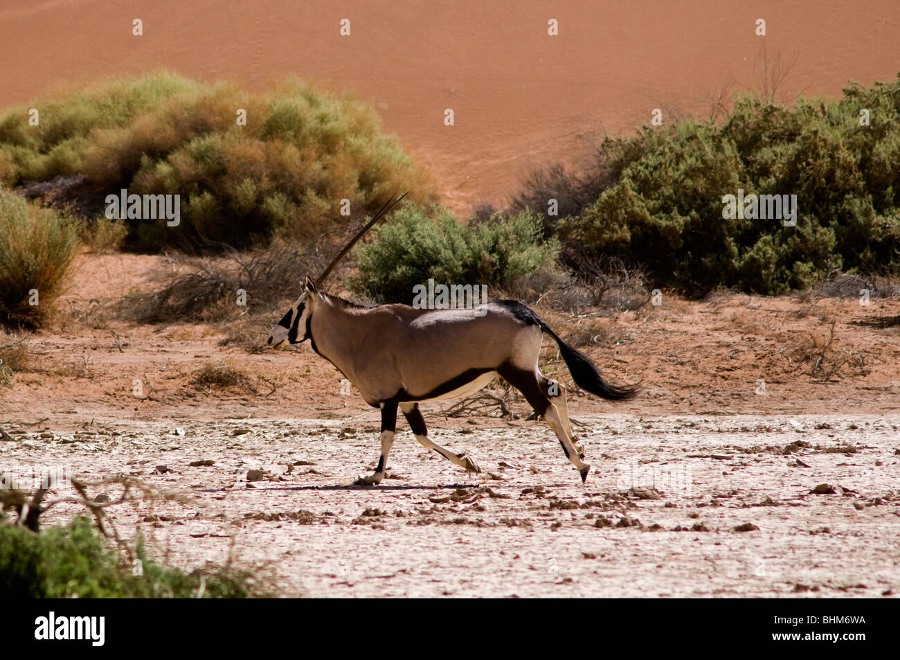 Gemsbok running between high dunes in the Namib Desert. Orix antelopes ...