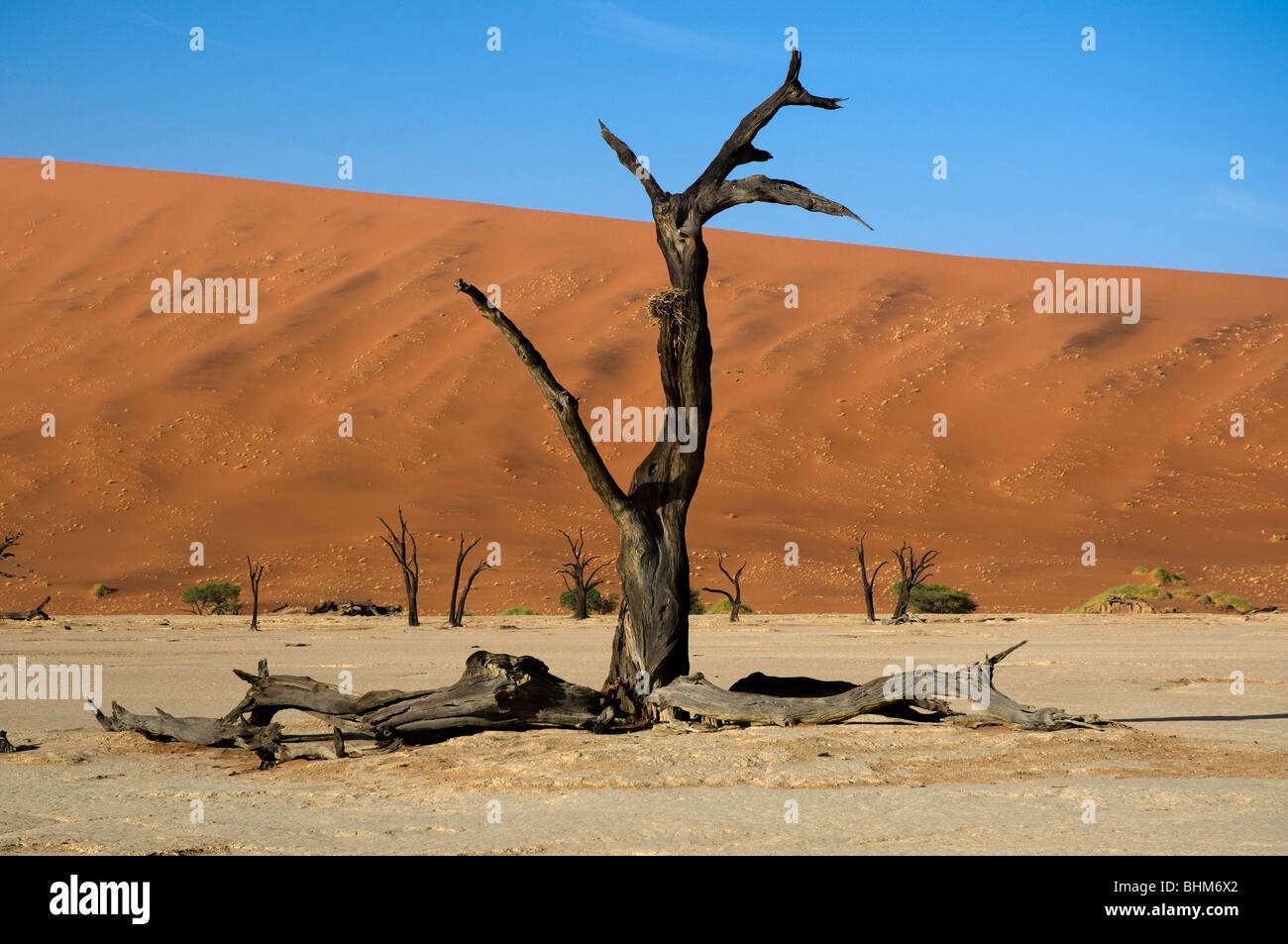 Dead trees in dry mud hi-res stock photography and images - Alamy