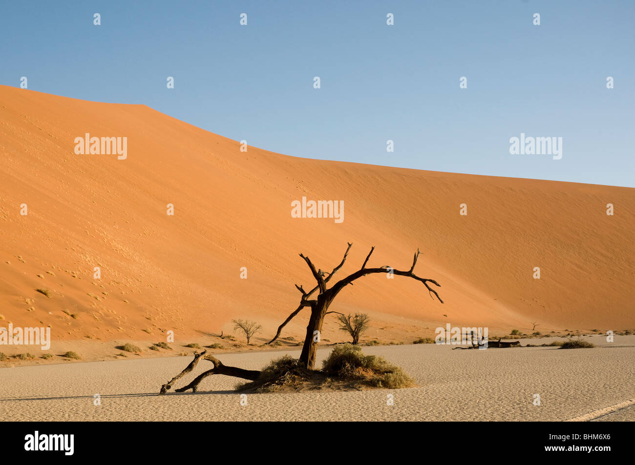 Dead tree in desert hi-res stock photography and images - Alamy
