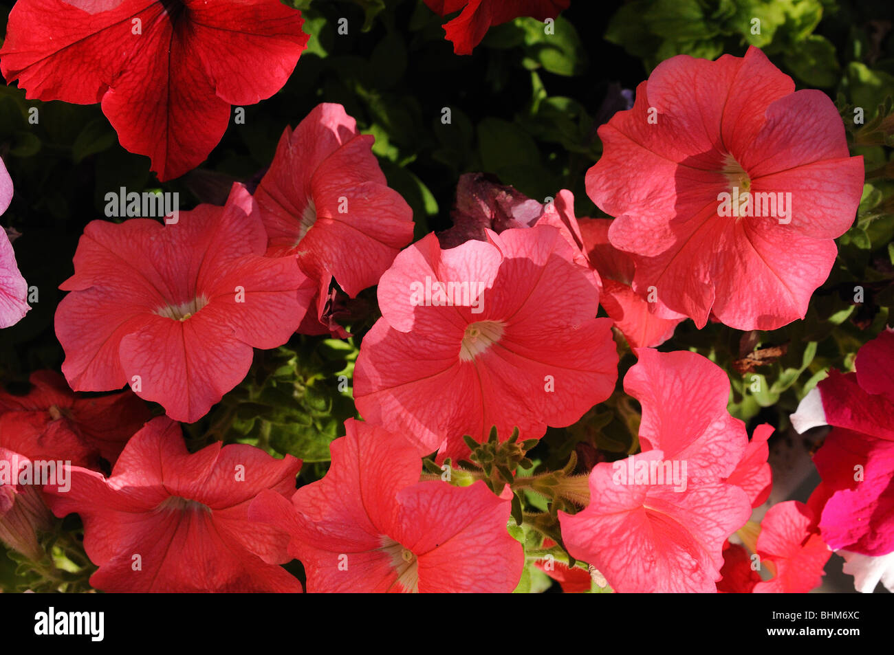 Petunias in a Spring Garden Stock Photo - Alamy