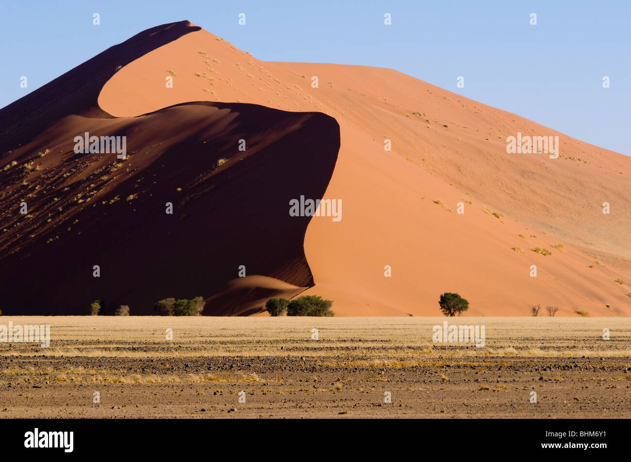 Kameeldoring hi-res stock photography and images - Alamy