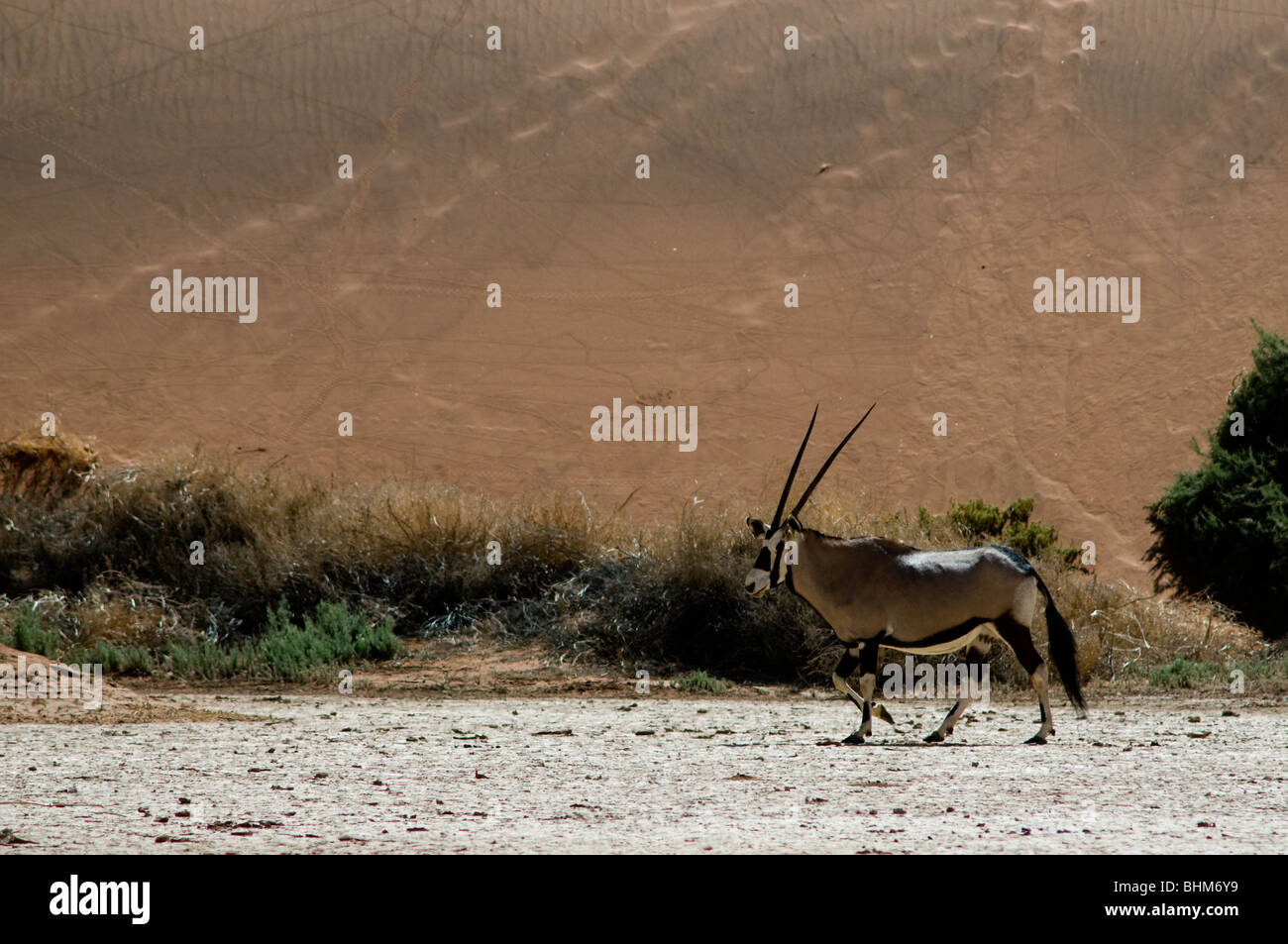 Gemsbok running between high dunes in the Namib Desert. Orix antelopes ...
