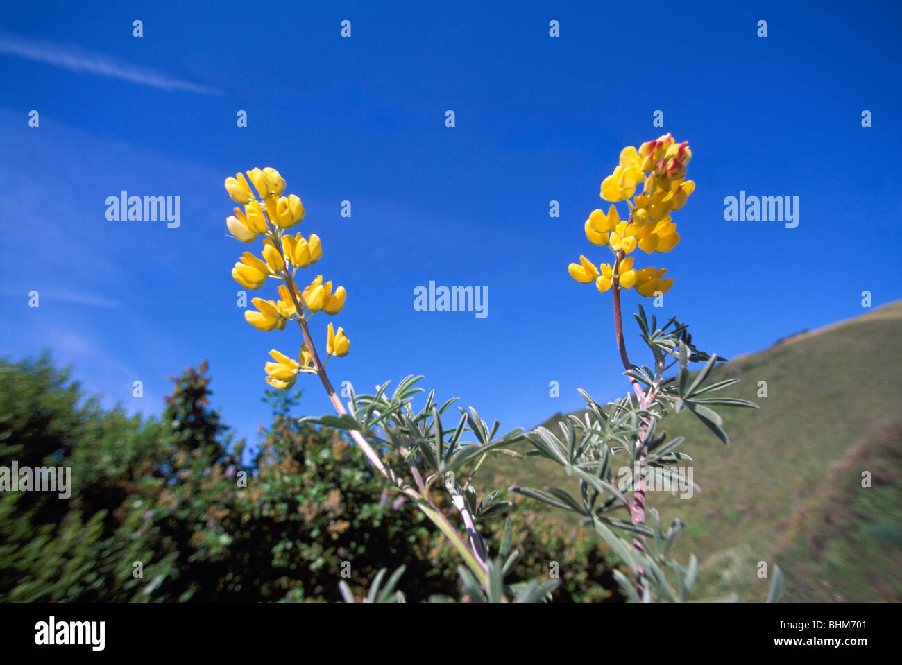 Yellow Bush Lupine (Lupinus arboreus) in bloom - North American Wild ...