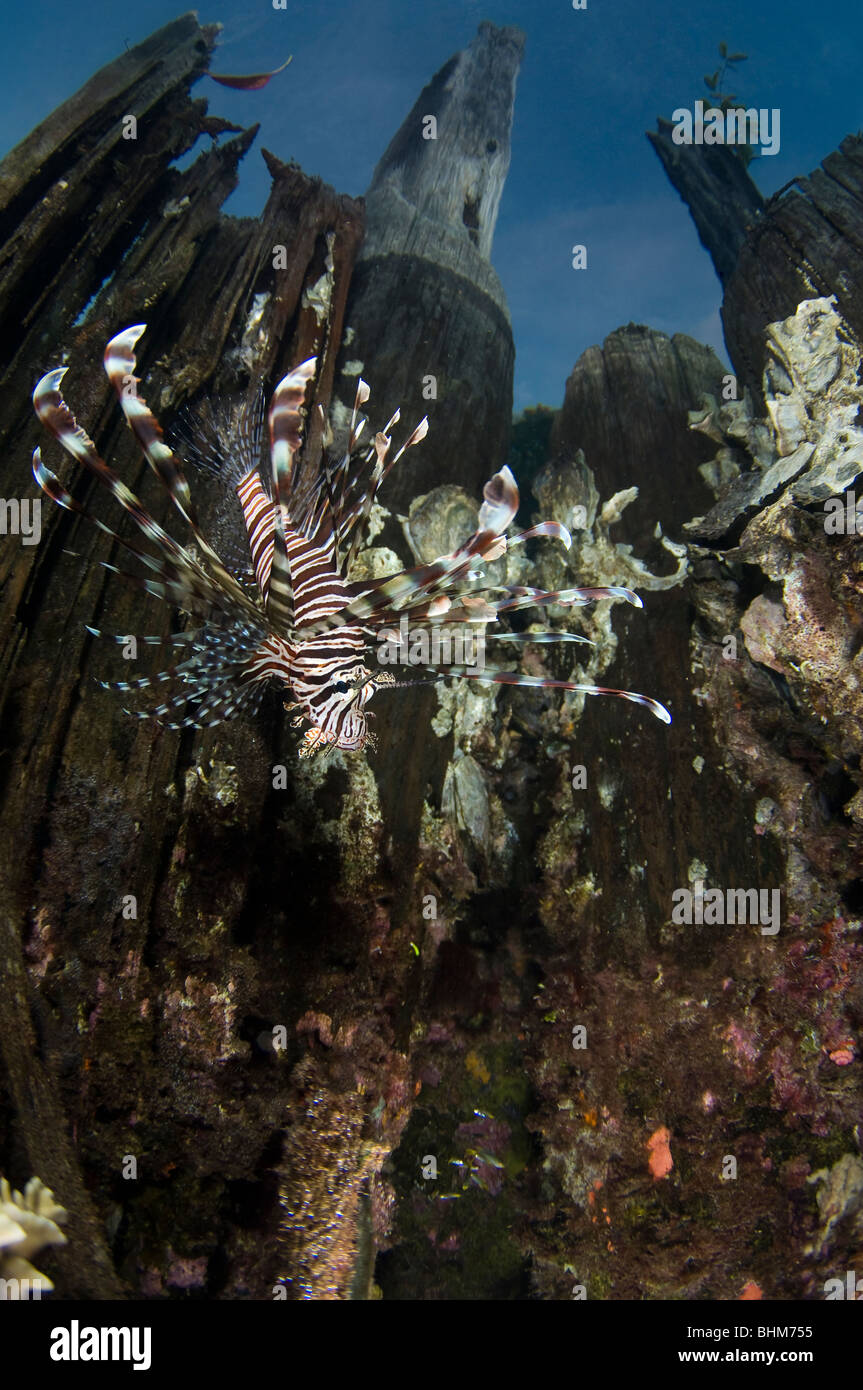Lionfish pterois near reef hi-res stock photography and images - Alamy