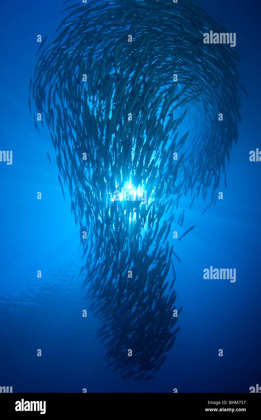 Pacific barracuda hi-res stock photography and images - Alamy