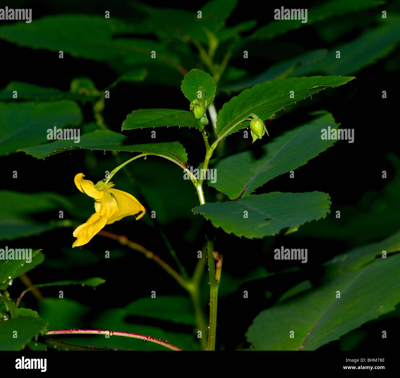 Pale touch me not hi-res stock photography and images - Alamy