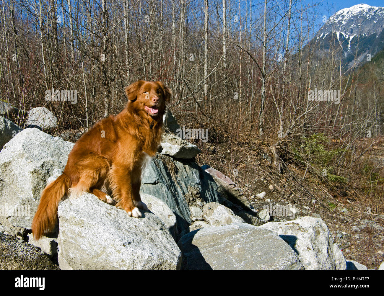 Toller dog hi-res stock photography and images - Alamy