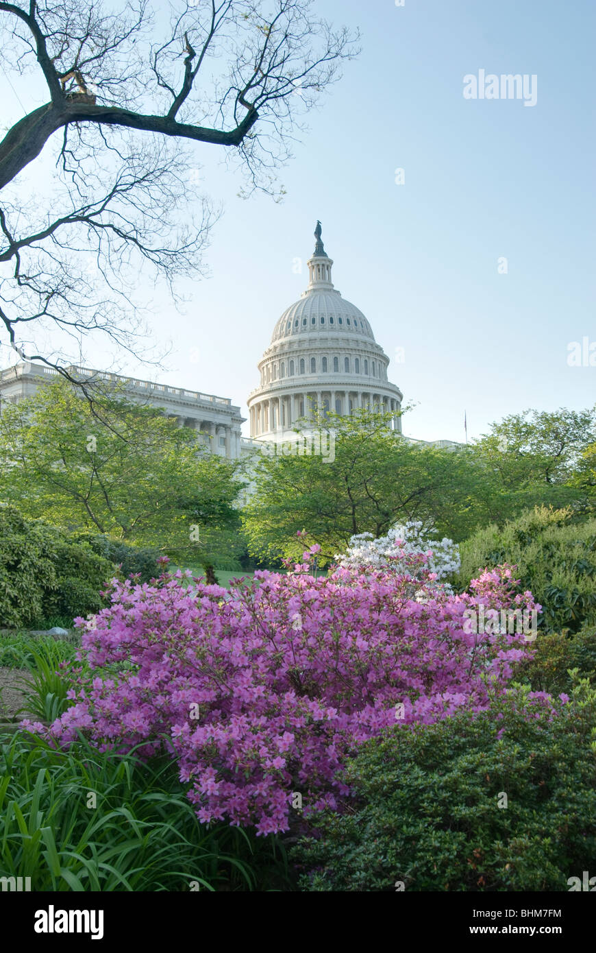 Azaleas on the grounds of the U.S. Capitol in Washington D.C Stock ...