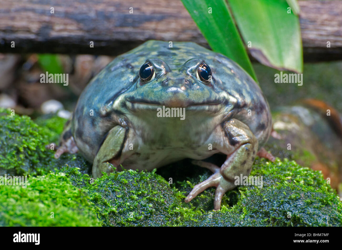 A Frog close-up Stock Photo - Alamy