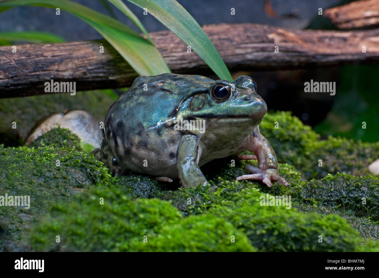 A Frog poses Stock Photo - Alamy