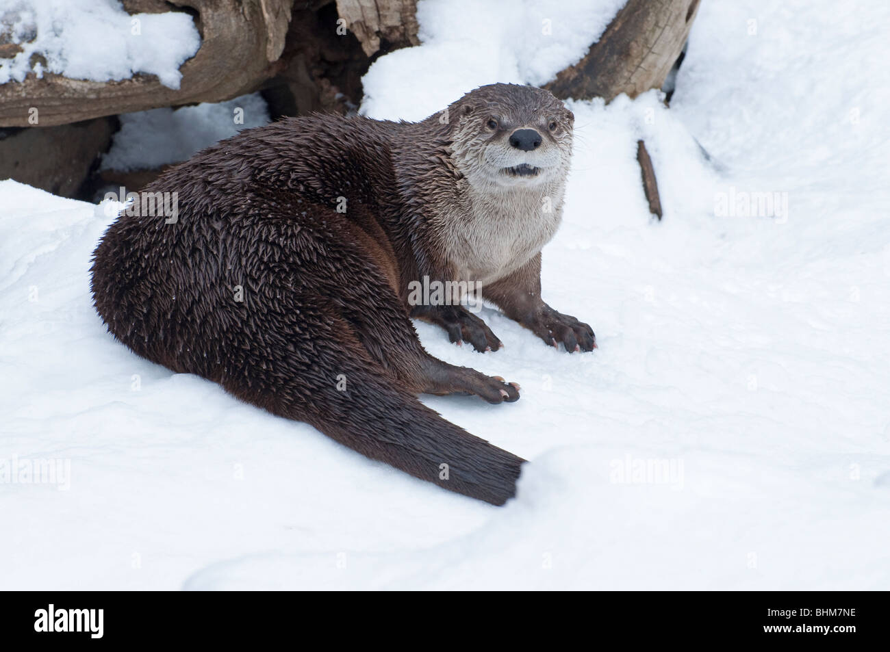 A Northern River Otter in winter Stock Photo - Alamy
