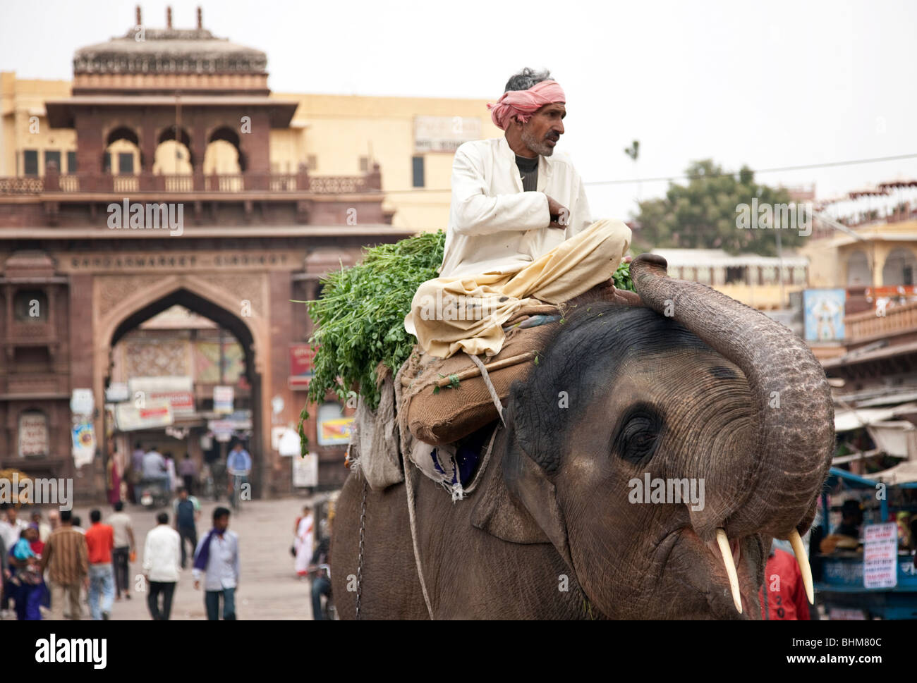 Rajasthani rajasthan elephant hi-res stock photography and images - Alamy