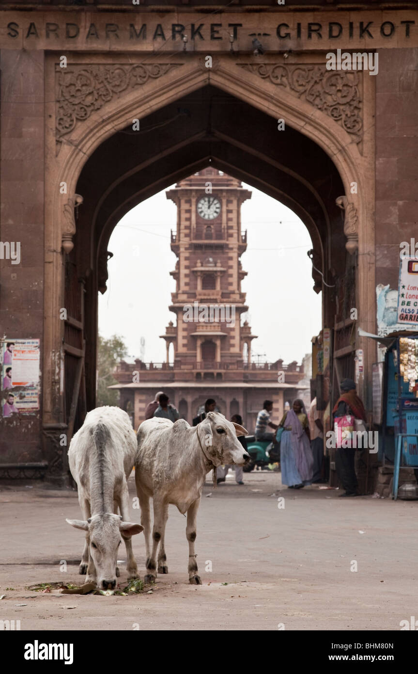 Livestock compete for food outside the Sardar Bazaar clock tower in the ...