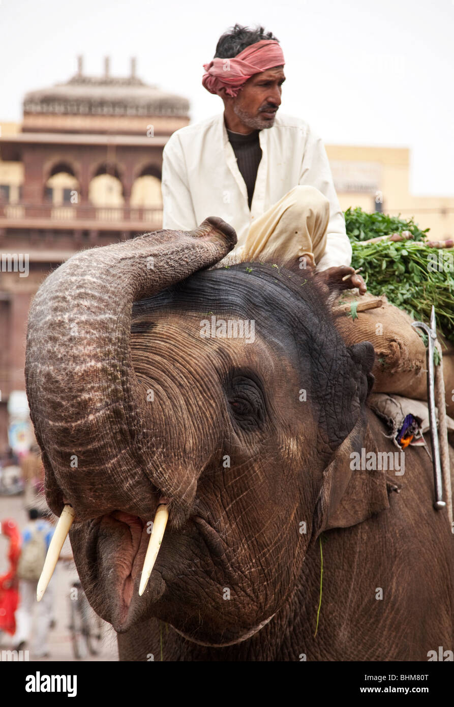 Elephant and its mahout wandering the streets of the Sardar Bazaar in ...