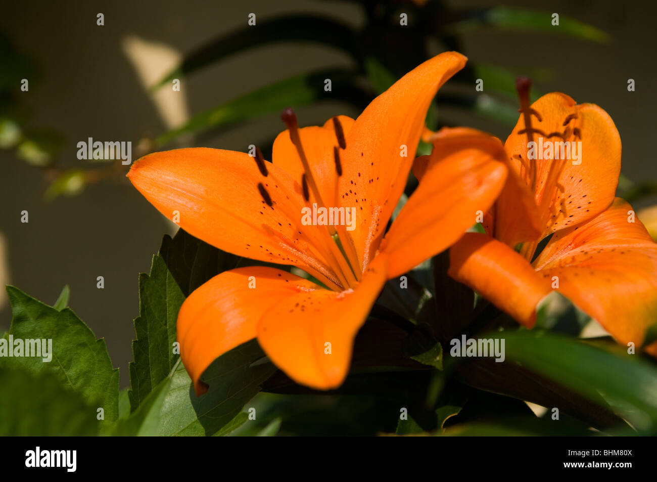 Close up of a lily (Lilum) showing the stigma, filament, style, stamen ...