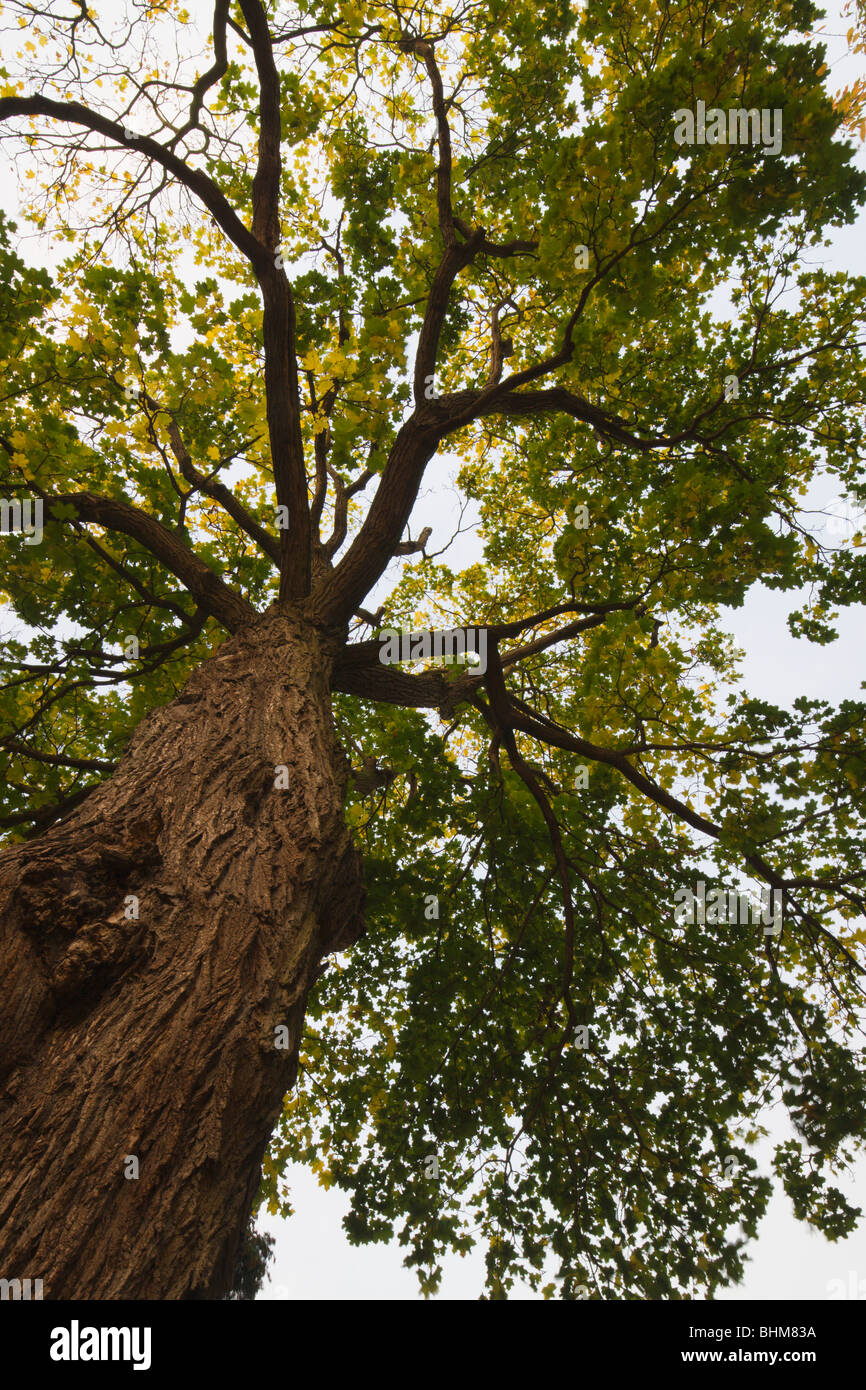 Looking up at a tree Stock Photo - Alamy