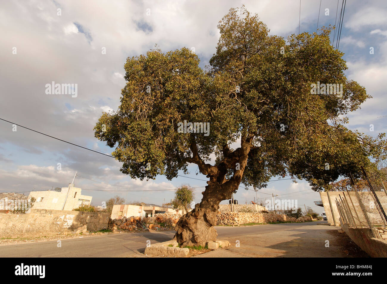 Beth El Mountains, Kermes Oak (Quercus calliprinos) in Yabrud Stock ...