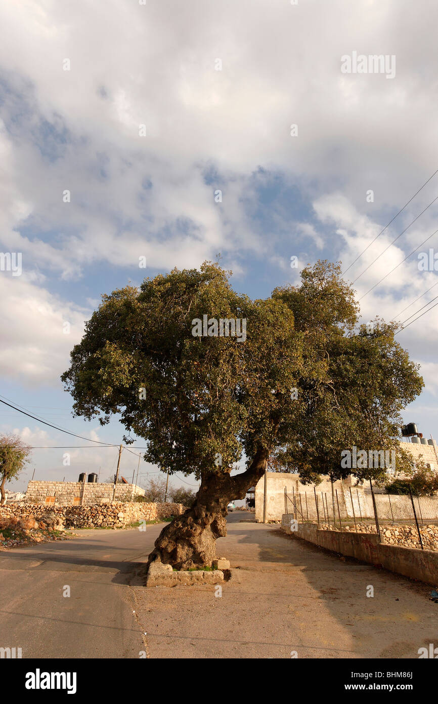 Beth El Mountains, Kermes Oak (Quercus calliprinos) in Yabrud Stock ...