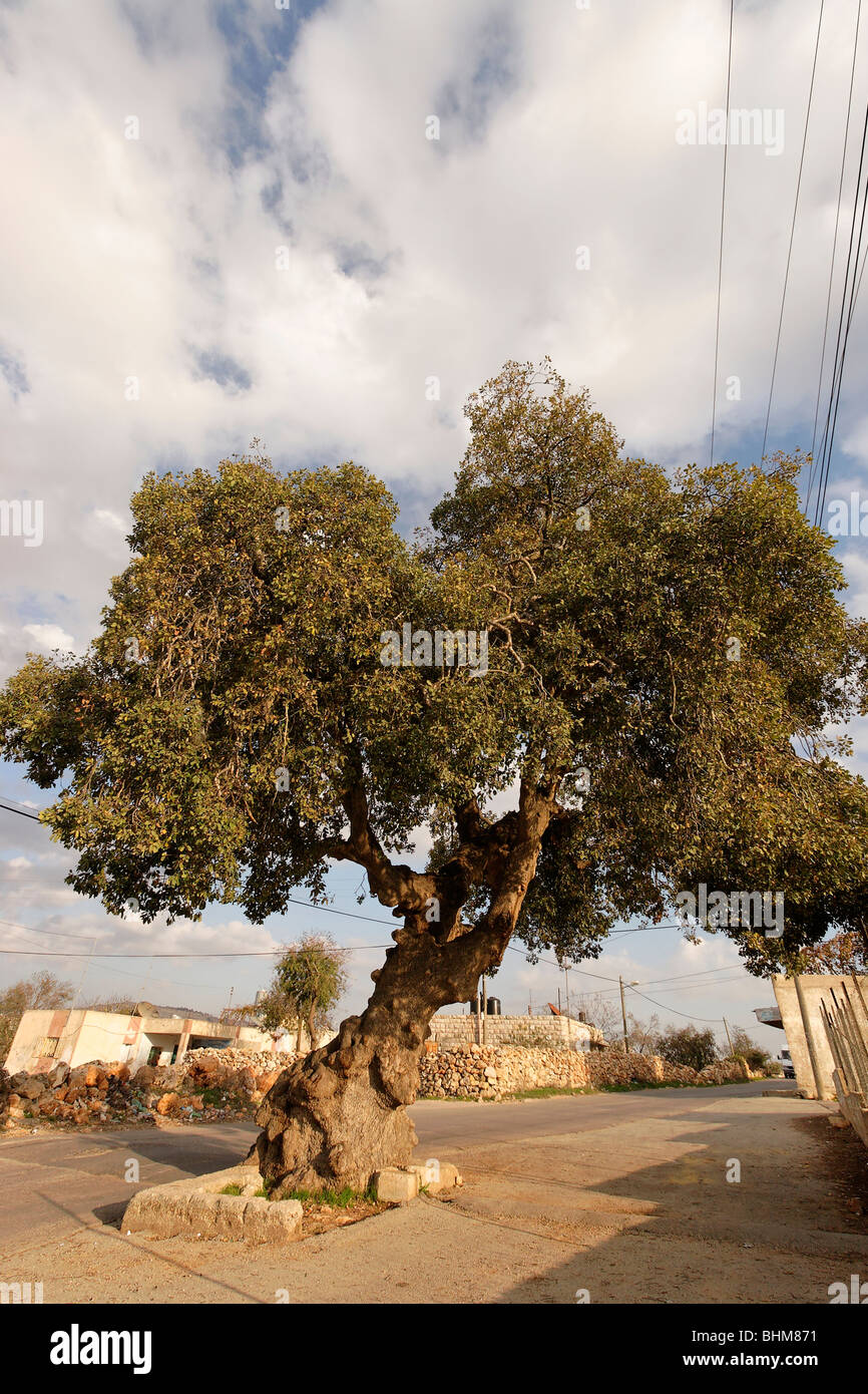 Palestine oak hi-res stock photography and images - Alamy