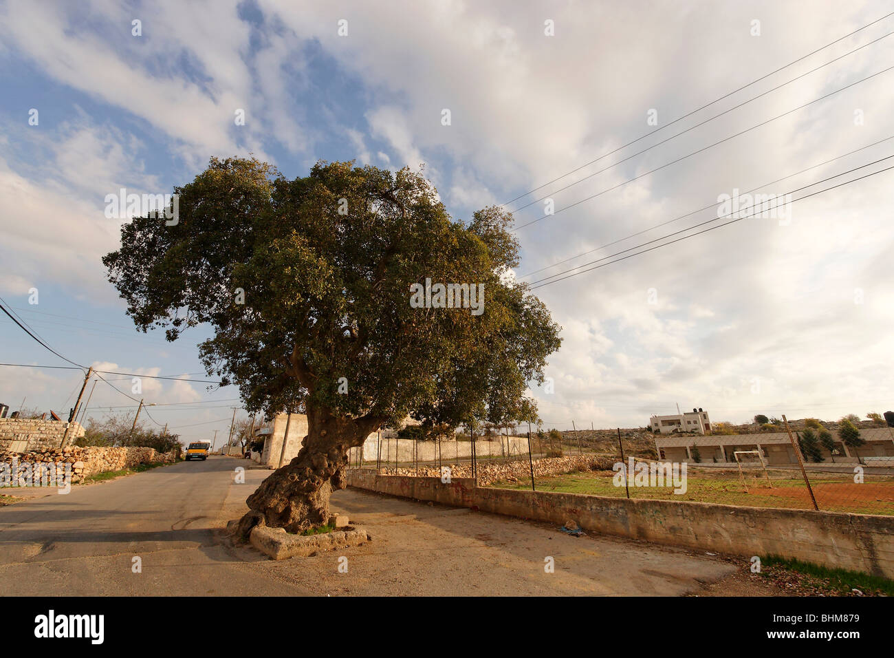 Quercus calliprinos hi-res stock photography and images - Alamy