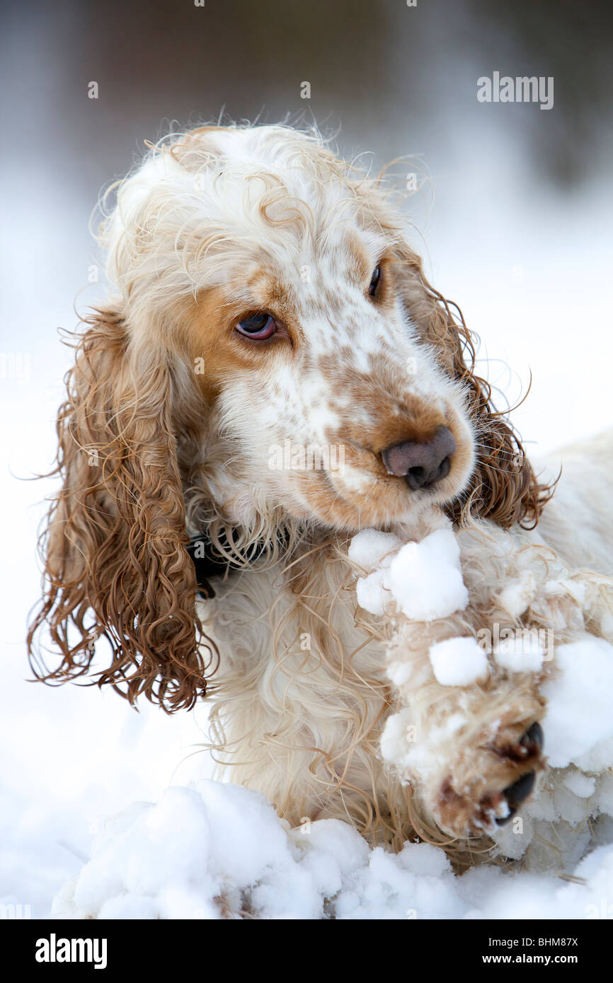 A 2 year old Orange Roan Cocker Spaniel pulls 'snow balls' from it's ...