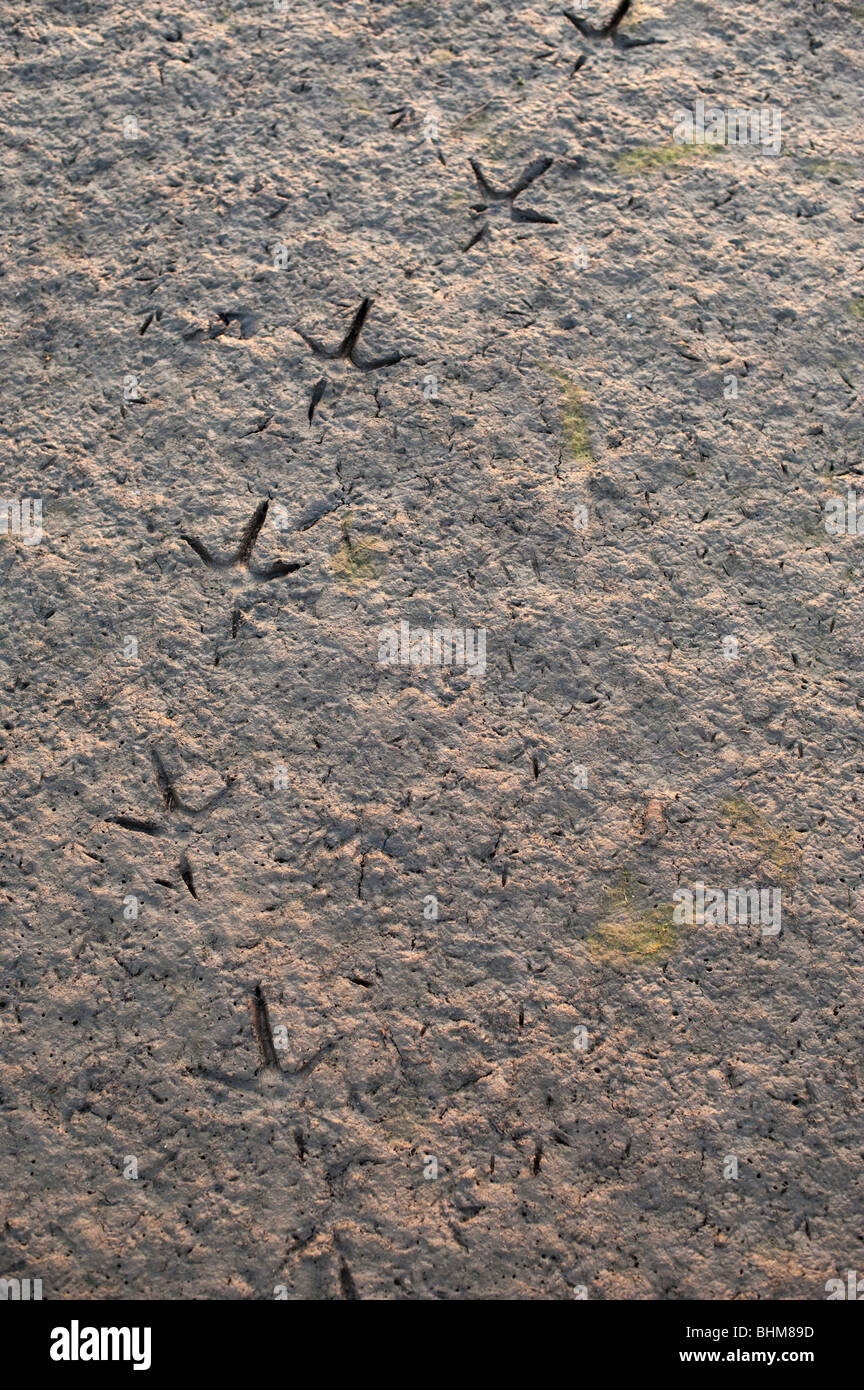 Egret footprints in the mud in India Stock Photo - Alamy