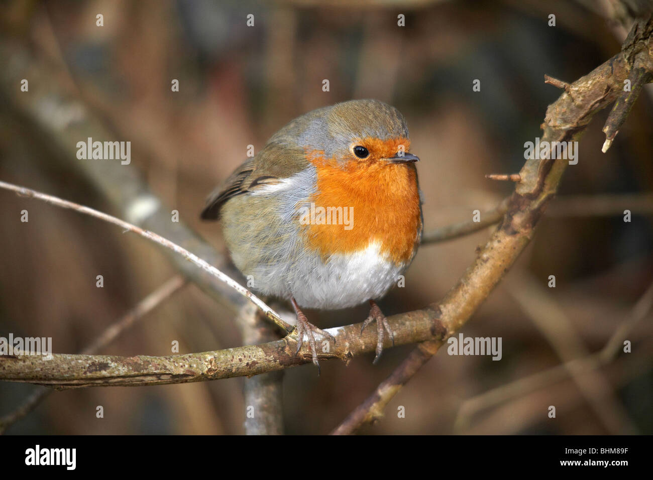 Robin (Erithacus rubecula Stock Photo - Alamy