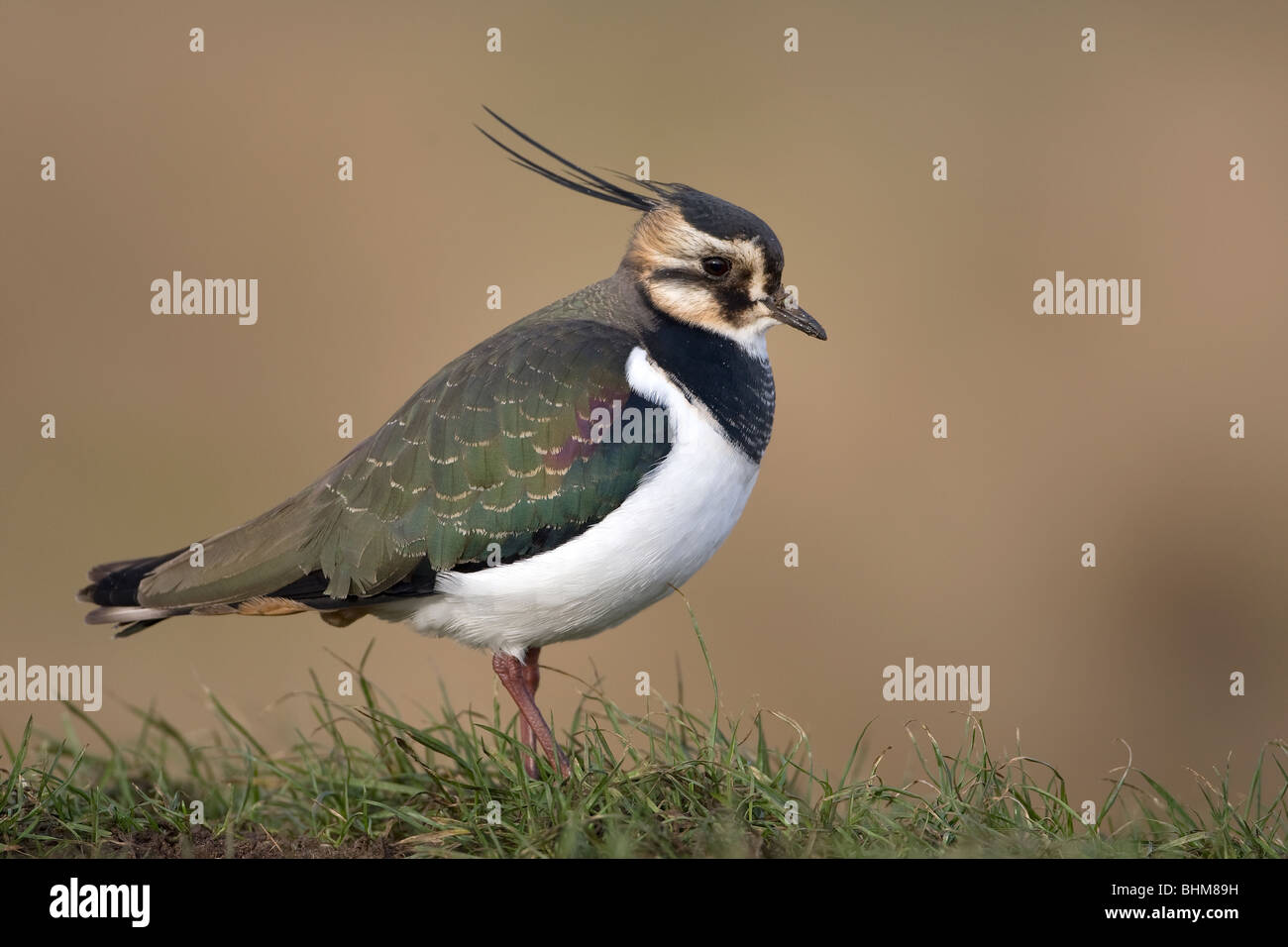 Lapwings uk hi-res stock photography and images - Alamy