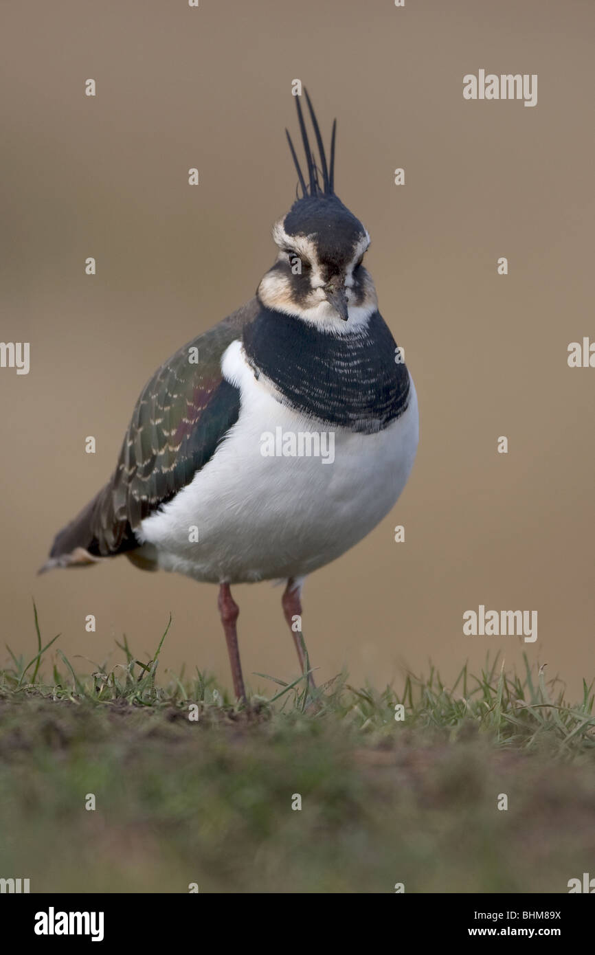 Lapwings uk hi-res stock photography and images - Alamy