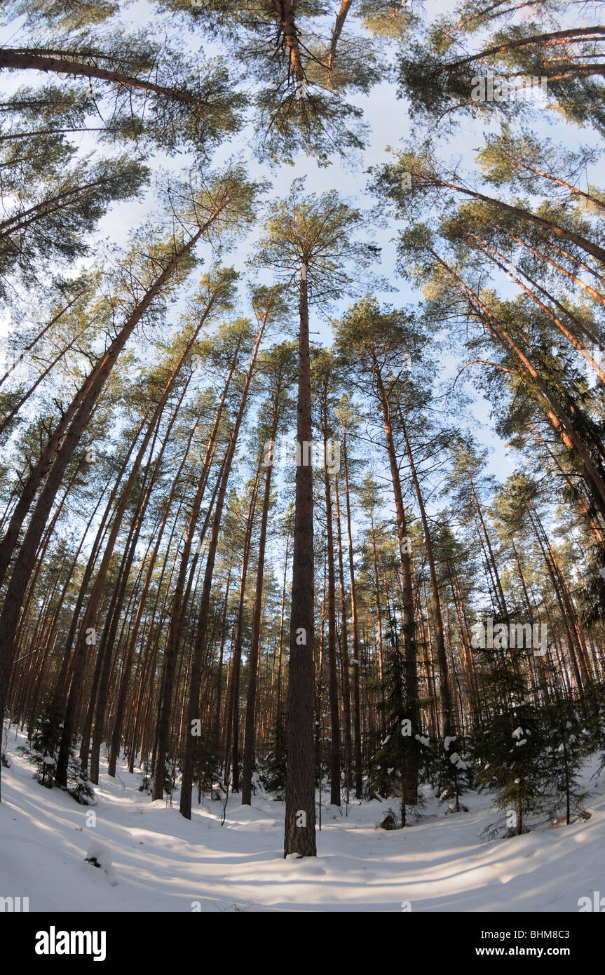 The winter pine tree forest in an interestingly looking spherical view ...