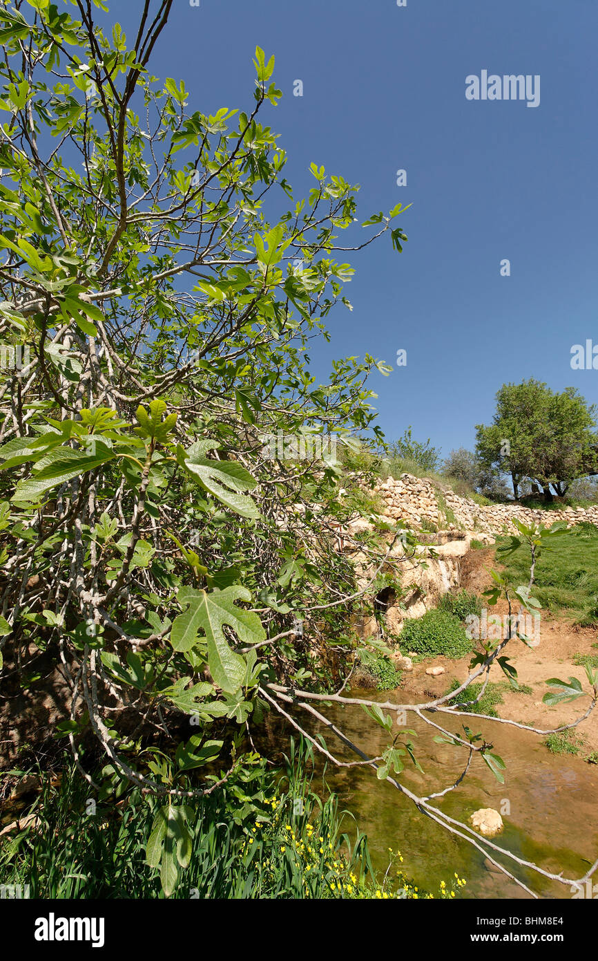 Hills fig tree hi-res stock photography and images - Alamy