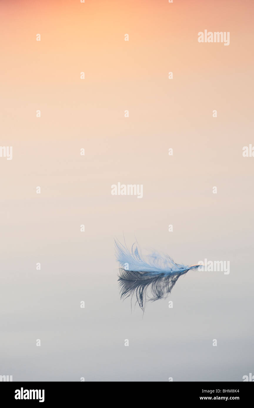 White bird feather floating on still water at sunrise in India Stock ...