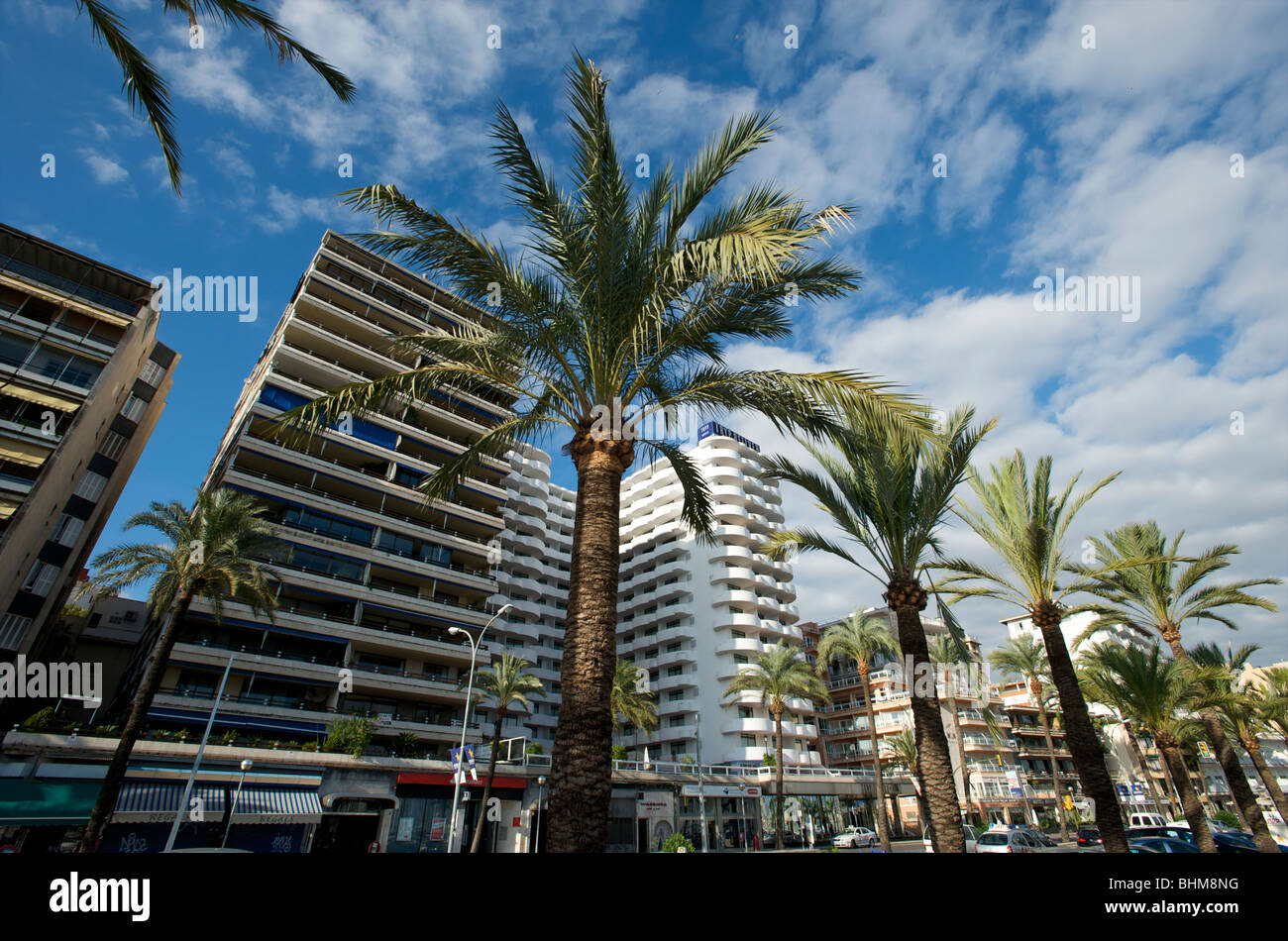 Palm trees line the seafront walkway Palma Majorca Spain Stock Photo ...