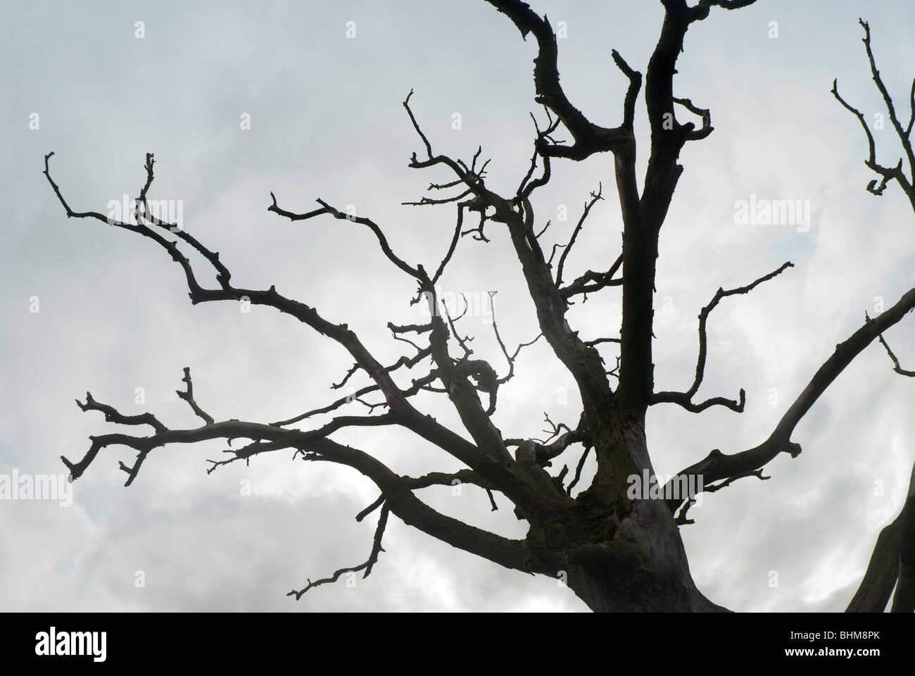 Isolated dead tree broken against a cloudy sky Stock Photo - Alamy